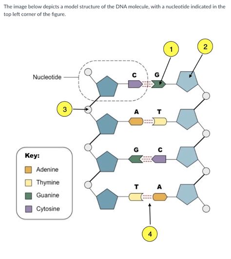 Solved The Image Below Depicts A Model Structure Of The Dna