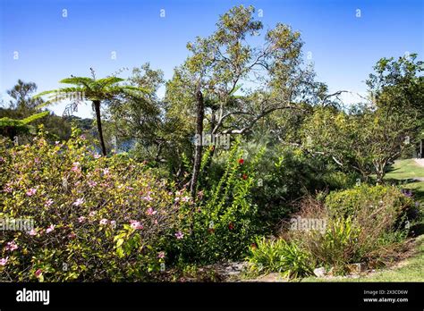 Lex And Ruby Graham Garden A Sydney Secret Garden On Cremorne Point Which Started In 1959 With