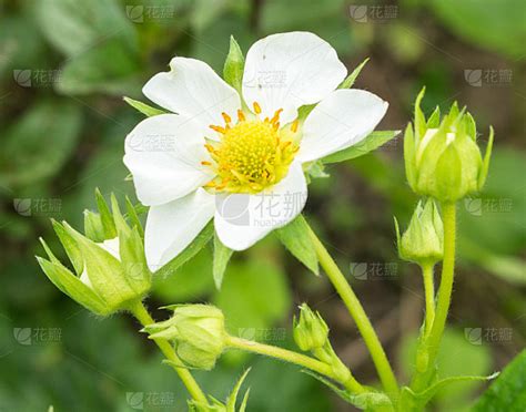 草莓花