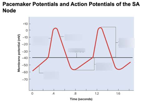 Pacemaker Potentials And Action Potentials Of The Sa Node Diagram Quizlet