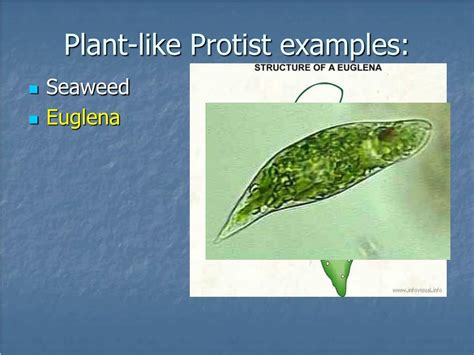 Ppt Kingdom Protista Classification Powerpoint Presentation Free Download Id 5488130