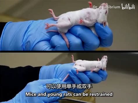 【jove】小鼠实验视频 1 Rodent Handling And Restr 哔哩哔哩