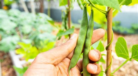 Pinto Bean Plants Life Cycle