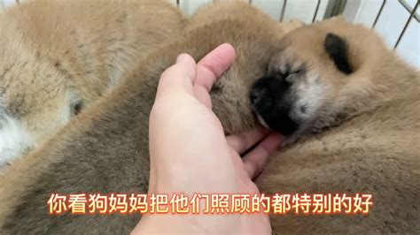 狗妈生了一窝小浣熊，四只小狗狗长的跟小浣熊一样，太好看了吧 Youtube