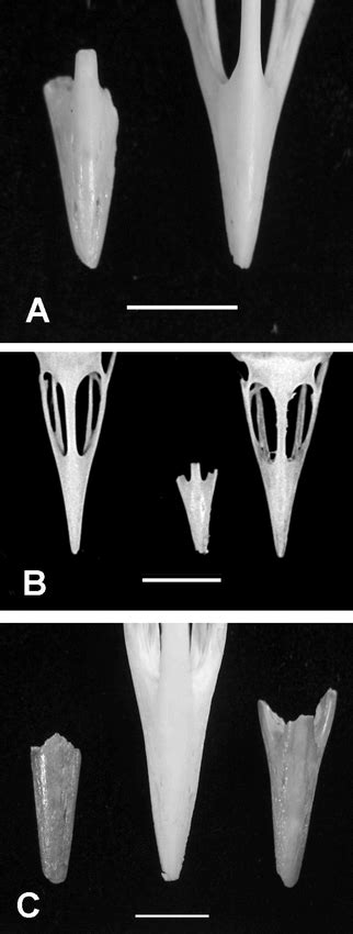 Fossil Passerines From The Early Pliocene Of Kansas And The Evolution