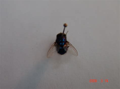 黑尾黑麻蝇 Helicophagella melanura 物种库 国家动物标本资源库