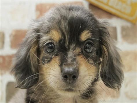 チワックスチワワ×ダックスシルバーダップルの子犬を価格や特徴で探すペットショップ探すならpetmi