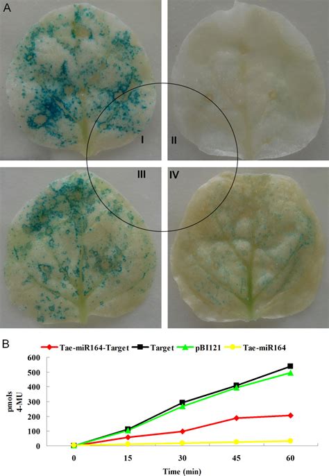 Figure 3 From The Target Gene Of Tae Mir164 A Novel Nac Transcription