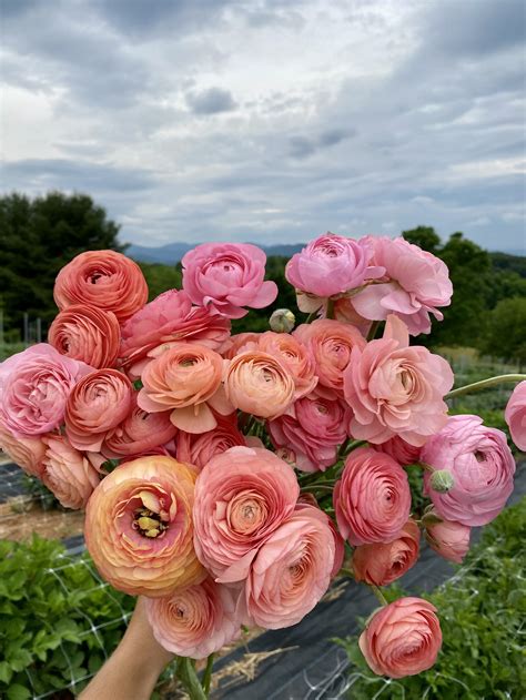 Compost Tea Recipe For Flowering Plants Besto Blog