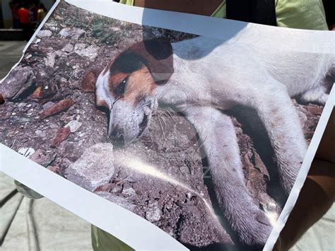 Atacan a perros en pueblo mágico de Xico van más de 30 lomitos envenenados