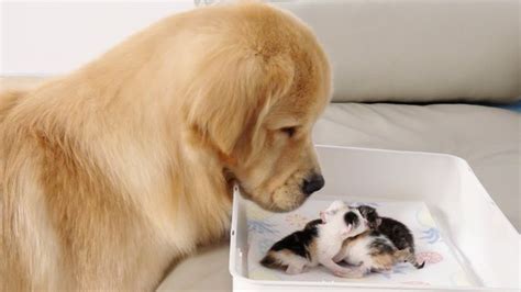 Golden Retriever Meets Newborn Kitten For First Time Newborn Kittens