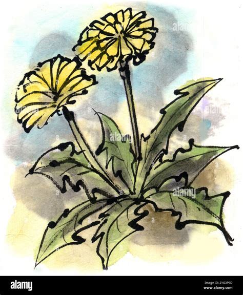 Yellow Flower Dandelion Cut Out Stock Images And Pictures Alamy