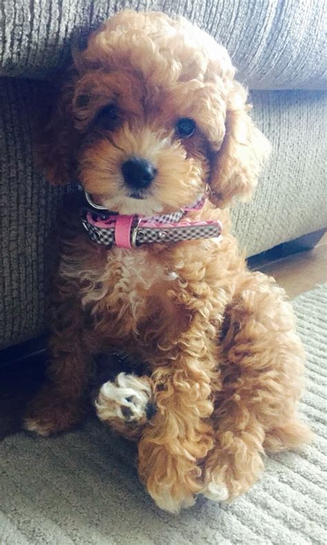 Cockapoo Puppy 8 Weeks Adorable Brown Dog