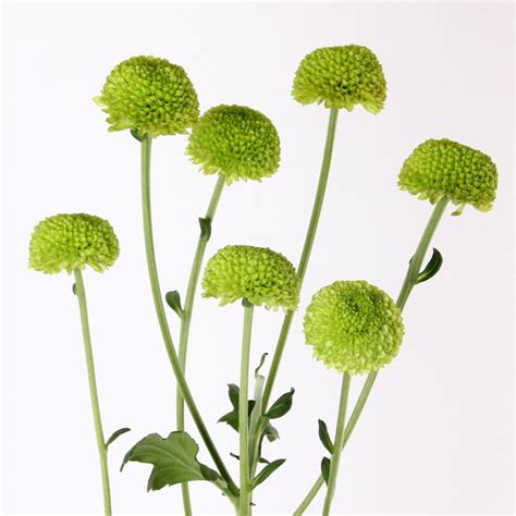Green Kermit Mums
