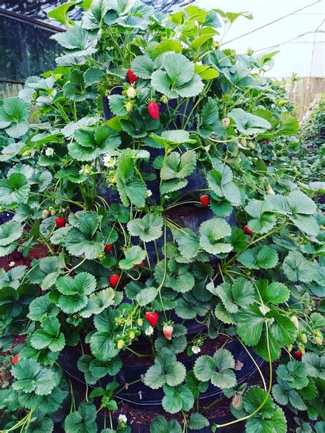 Rich Farm Kenya Profitable Agribusiness Ideas In Fruit Farming Fruit