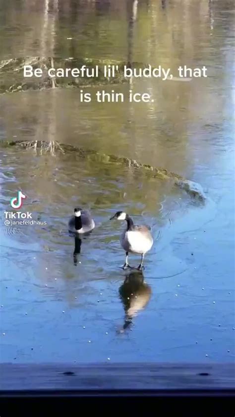 Be Careful Lil Buddy That Is Thin Ice Cf Tiktok Segane Tetahiats