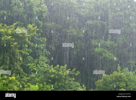 Heavy Rainfall In Rainforest