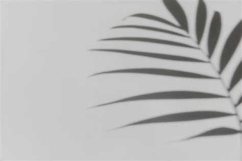 흰색 벽에 그림자 야자수 잎의 추상적 인 배경 열대 잎의 그림자 프리미엄 사진