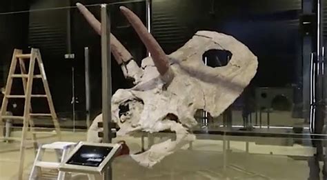 Torosaurus Skeleton
