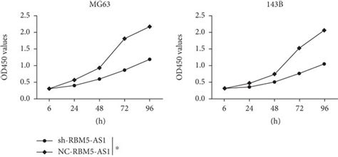 Lncrna Rbm5 As1 Promoted Os Cells Proliferation In Vitro A Stable