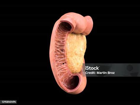 췌장 인간 해부학 측면 보기 검은 배경 십이지장 3d 렌더링 0명에 대한 스톡 사진 및 기타 이미지 0명 건강관리와 의술