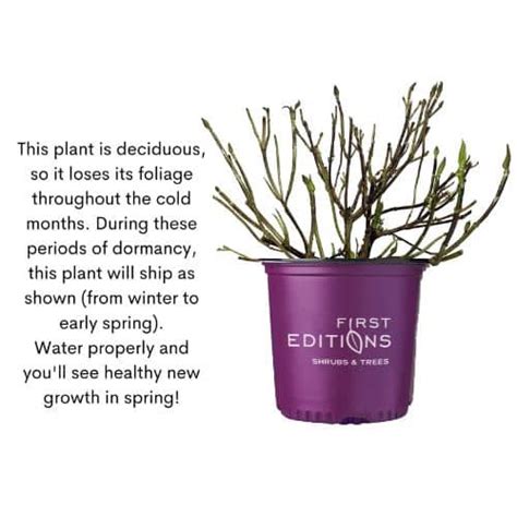 First Editions Hydrangea Spring Sizzle Shrub 2 Gallon Plants Direct