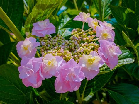 Hydrangea Free Photo On Pixabay