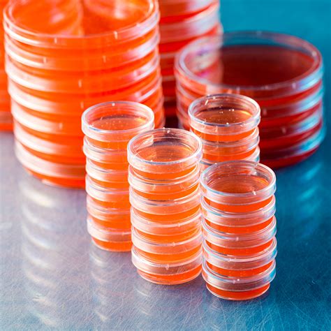 Material De Laboratorio Labbox Export Es