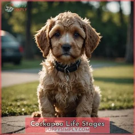 How Long Do Cockapoos Live Cockapoo Lifespan Health Tips And Care Guide