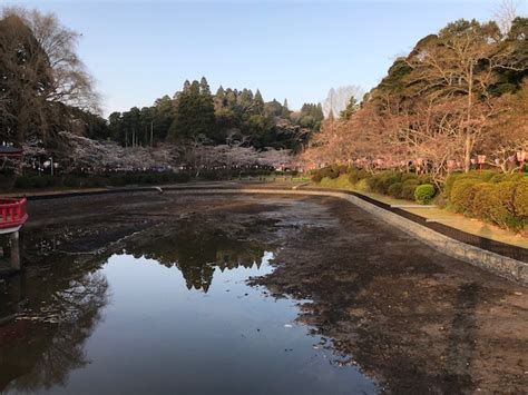 桜開花速報 茂原桜まつり もばら旅日和 茂原市観光協会