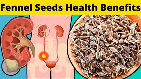 Health Benefits Of Fennel Powder At Todd Reno Blog