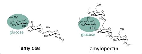 The Basic Structure Of Amylose And Amylopectin Download Scientific Diagram