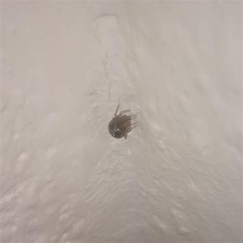 Spider Tick Or Something Completely Different Location Southwest
