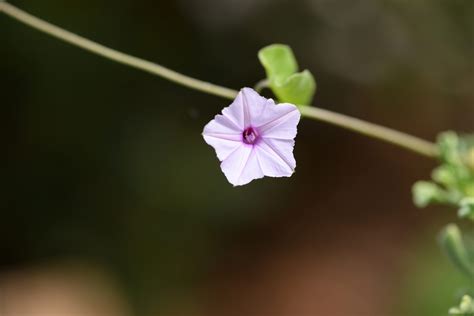 Purple Throat Morning Glory Ipomoea Sinensis Morten Ross