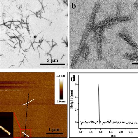 Zhang Xiaorong China Agricultural University Beijing Cau Center For Food Security And
