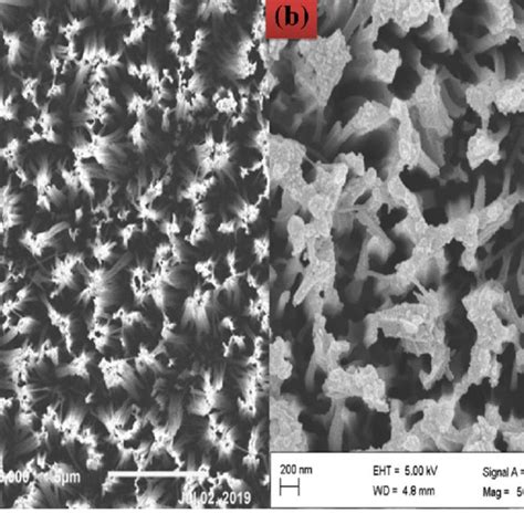 A SEM And B FESEM Images Of Vertically Aligned SiNWs On The Surface