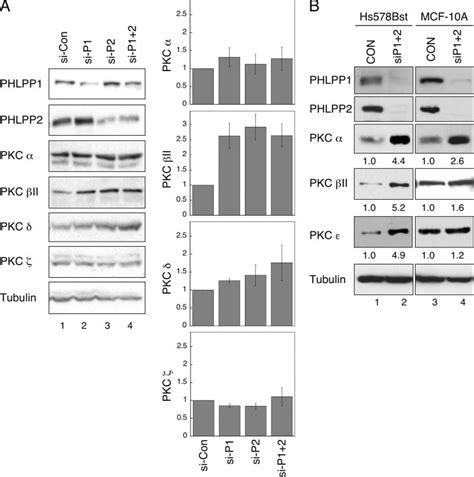 Expression Of Phlpp Correlates Inversely With Cellular Pkc Levels A