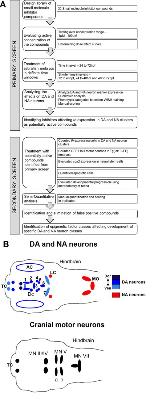 Design Of Small Molecule Screen In Two Phases A Schematic Depiction Download Scientific