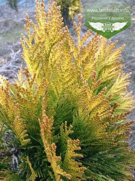 Thuja plicata '4ever Goldy', Туя складчата 'Форевер Голді'|landshaft.info