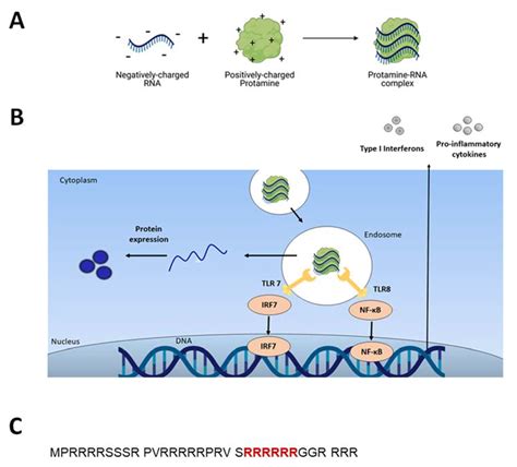 Protamine Based Strategies For Rna Transfection