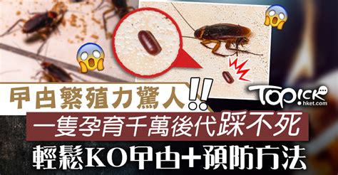 【曱甴出沒】曱甴繁殖力驚人一隻孕育千萬後代踩不死 專家教ko蟑螂預防方法