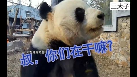 熊猫萌兰前两天又越狱了，工人师傅正在检查院墙，萌兰好奇上前查看熊猫 Panda 可爱 Youtube