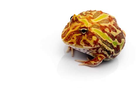 Pacman Frog Care Terrarium Setup Feeding And Fun
