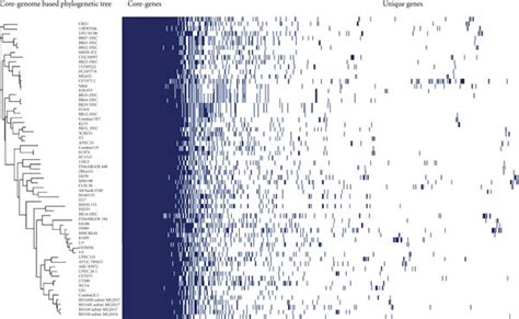Core Genome Snp Based Phylogenetic Tree And Heatmap Of Gene Presence