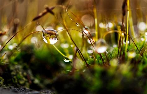 When Should You Water Your Lawn Green Packs
