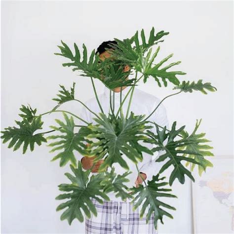 Philodendron Selloum