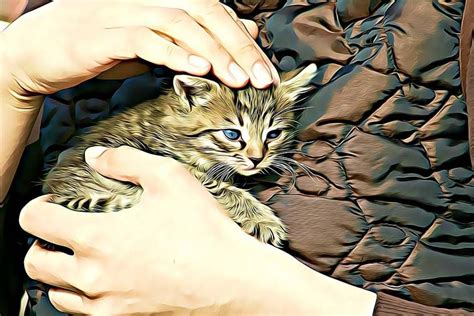 Estoy Preparada Para Adoptar Una Mascota Todo Lo Que Implica
