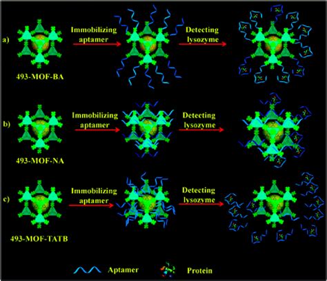Schematic Representation Of The Different Binding Modes Of Aptamers To