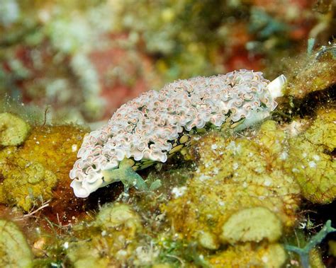 Turneffe Atoll Belize District