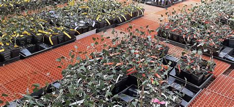Grafting Select Seedlings Forrest Nursery Australia